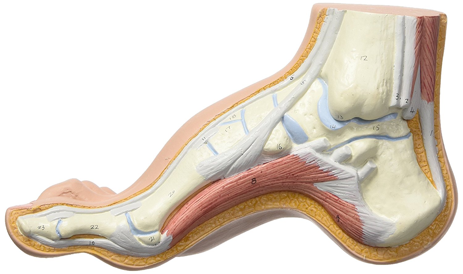 Pes cavus (holvoet) | Podotherapie Het Gooi